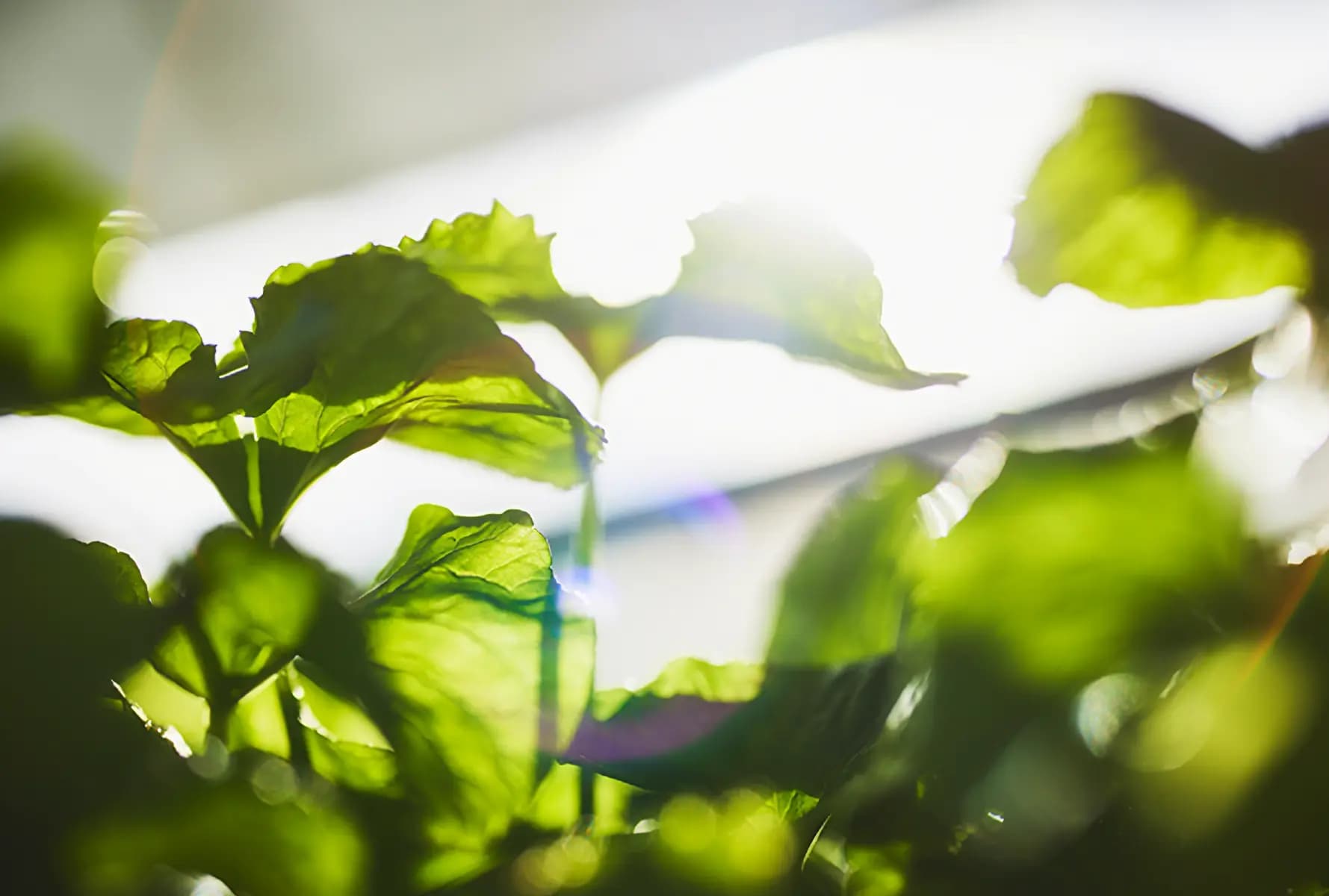 RIMAN Global | Official Worldwide Stores and Expansion Countries ...